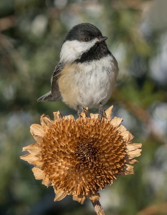 Chickadee & Sunflower | Shutterbug